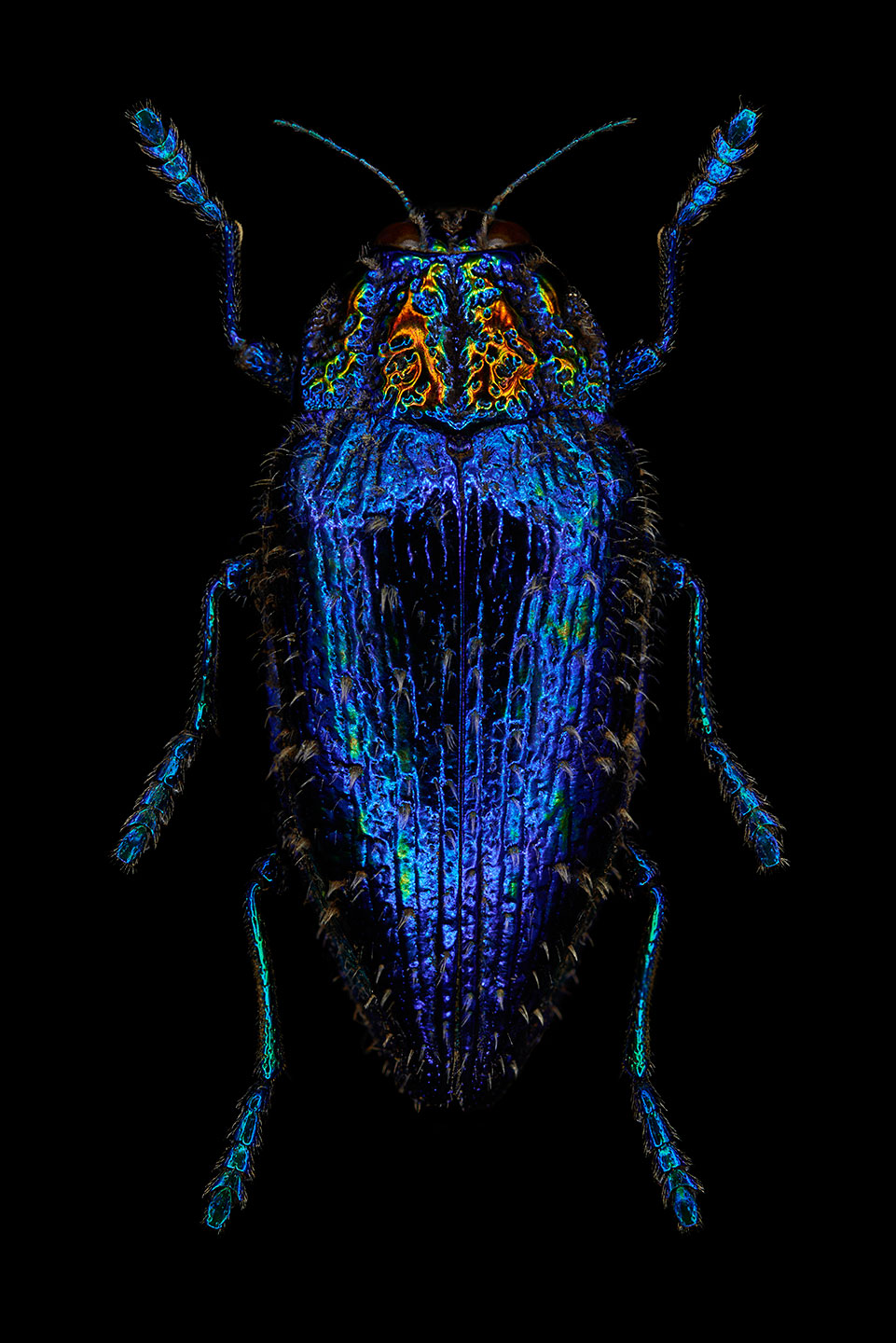 polybothris_upright_sftweb - MrSteel London