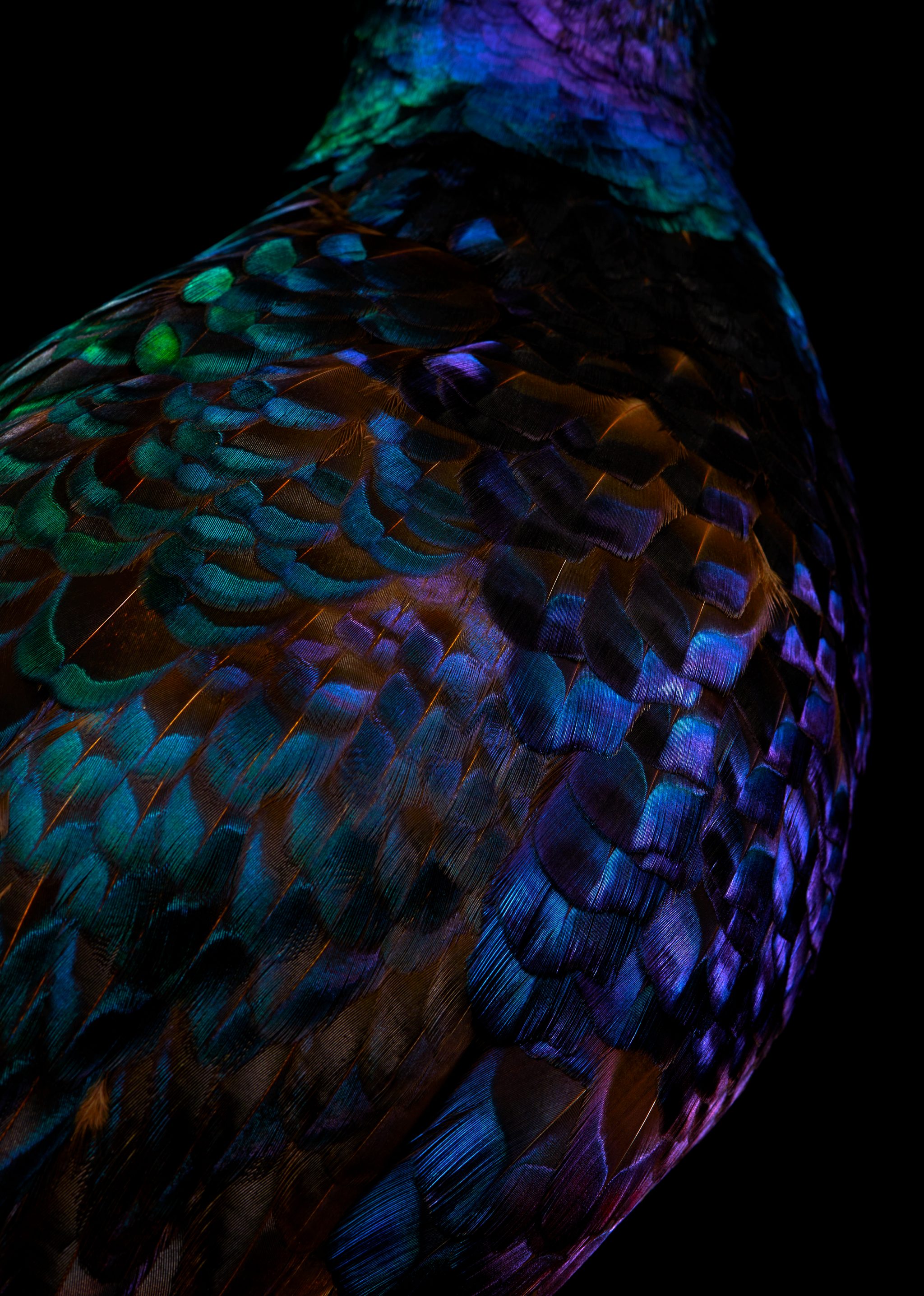 MELANISTIC MUTANT PHEASANT I - MrSteel London