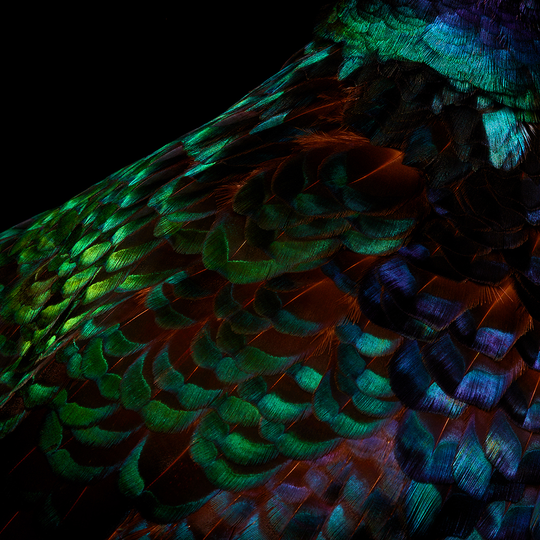MELANISTIC MUTANT PHEASANT II - MrSteel London