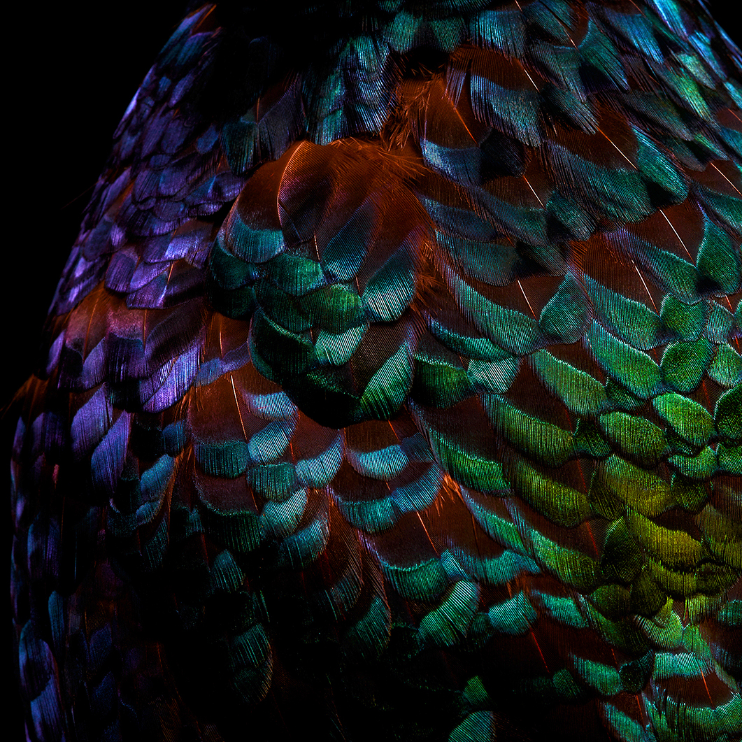 MELANISTIC MUTANT PHEASANT VI - MrSteel London