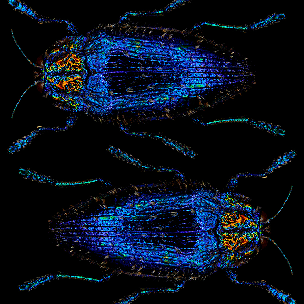 SAPPHIRE QUEEN JEWEL BEETLE | PAIR - MrSteel London